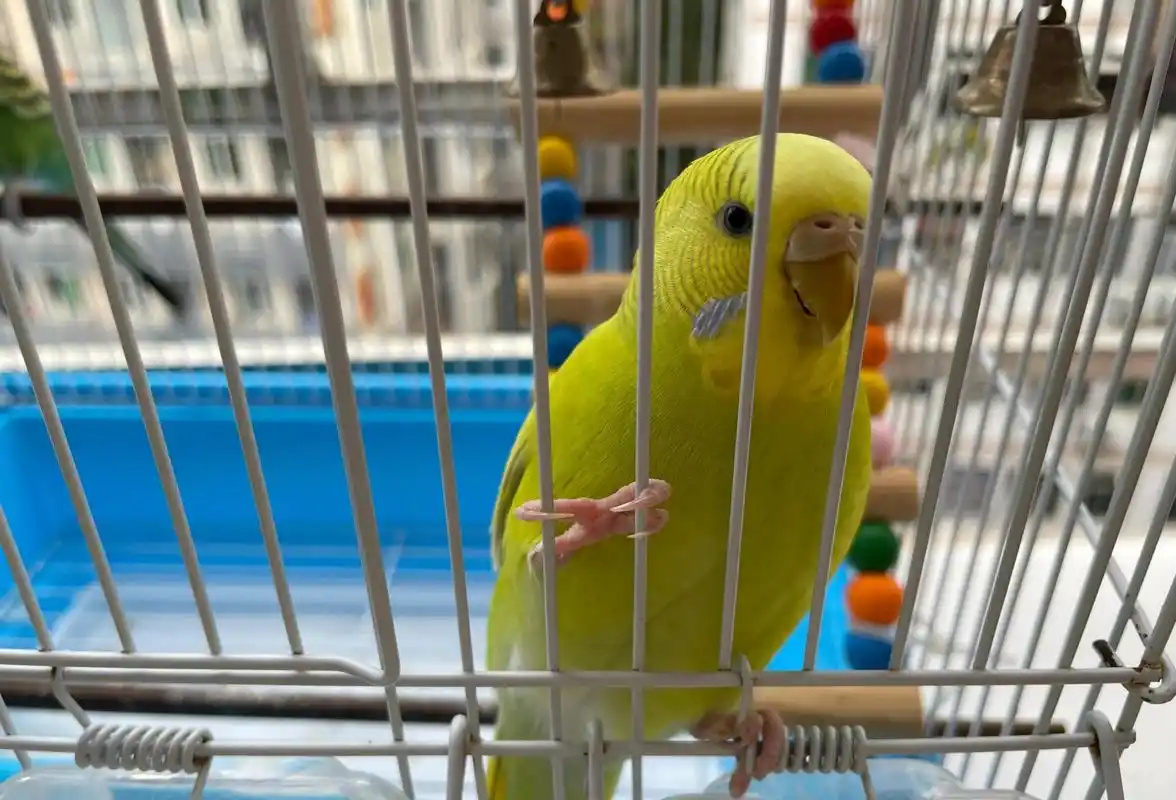 Understanding Parrot Body Language: A Complete Guide for Bird Owners ...