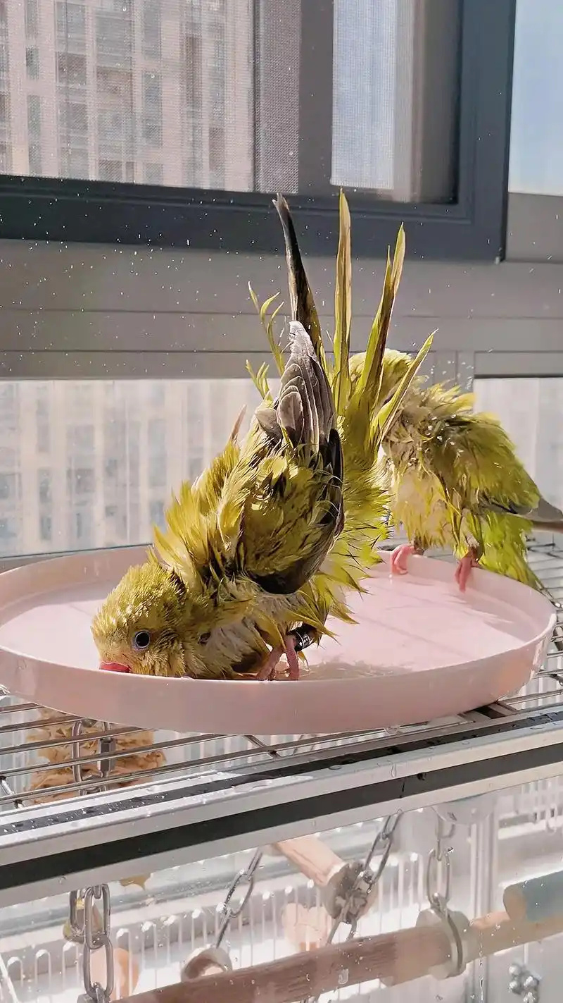 How to Bathe Your Parrot Safely: A Step-by-Step Guide - parrot234