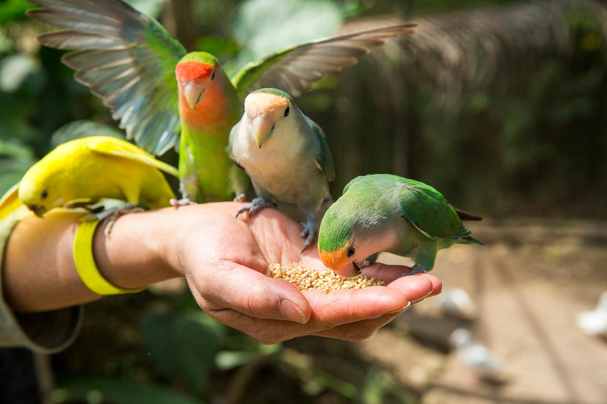 Parrot Foraging Training Guide - parrot234