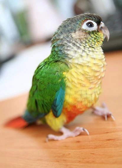 How Long Do Green-Cheeked Conure Parrots Live? - parrot234