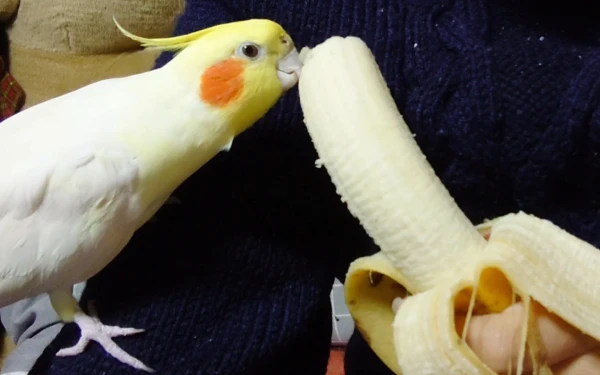 What Fruits Do Cockatiels Eat? - parrot234