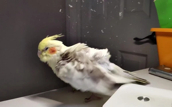 Cockatiel Molting Cycle: What’s Normal and When to Worry - parrot234