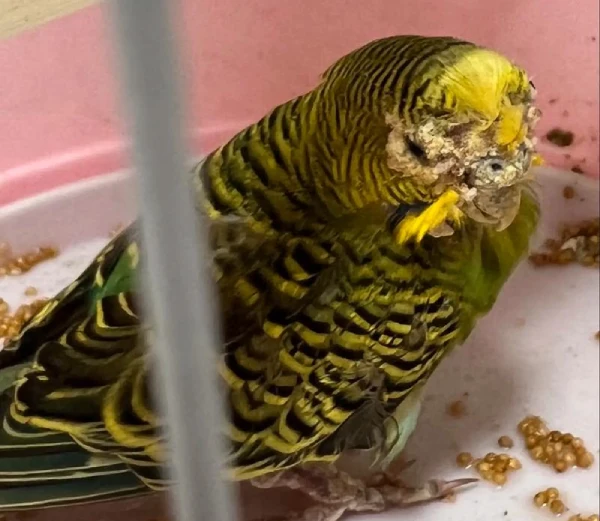 How to Get Rid of Bird Mites on Parrots (Vet Answer) - parrot234