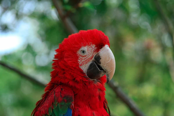 Do Macaws Like to Be Held? - parrot234